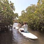 Noosa Stand Up Paddle & Mangrove Tunnel Tour - Detailed Breakdown of the Itinerary