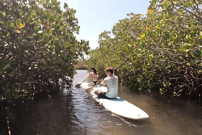 Noosa Stand Up Paddle & Mangrove Tunnel Tour - Detailed Breakdown of the Itinerary