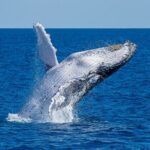Noosa Whale Watching Adventure Cruise - The Itinerary: What to Expect