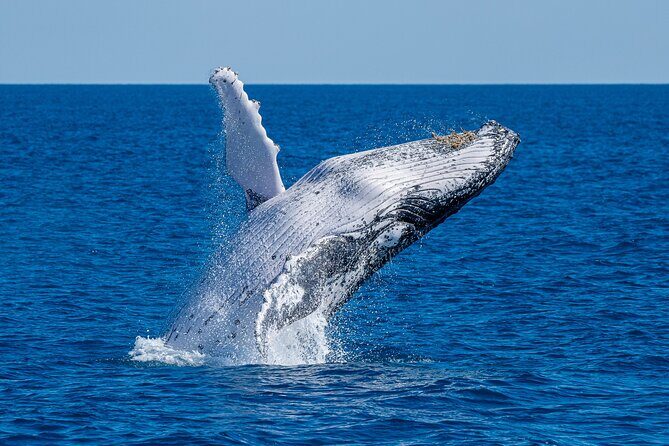 Noosa Whale Watching Adventure Cruise - The Itinerary: What to Expect