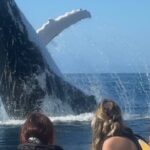 Noosa Whale Watching Cruise  Humpback Whale Adventure - Why This Tour is a Must-Do for Wildlife and Nature Enthusiasts