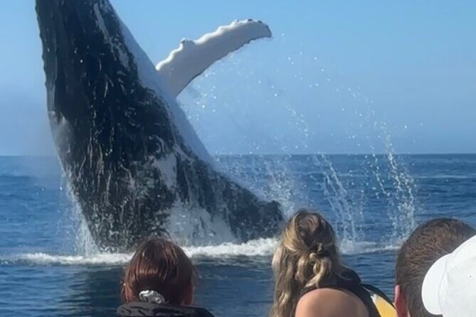 Noosa Whale Watching Cruise  Humpback Whale Adventure - Why This Tour is a Must-Do for Wildlife and Nature Enthusiasts