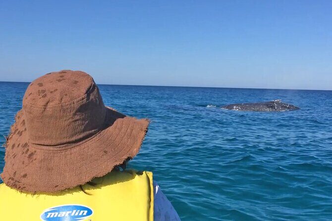 Noosa Whale Watching On Ocean Kayaks & Beach 4X4 Tour - Authentic Experiences and Review Highlights