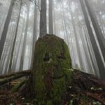 North Vancouver: Guided Forest Therapy & Forest Bathing Walk - The Itinerary: What You Can Expect