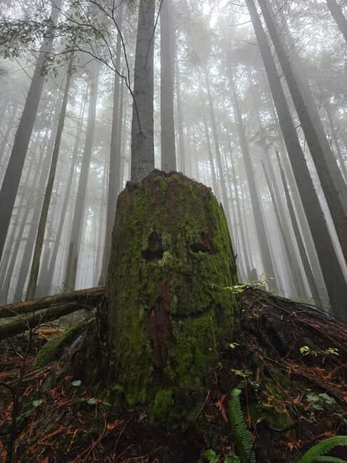 North Vancouver: Guided Forest Therapy & Forest Bathing Walk - The Itinerary: What You Can Expect
