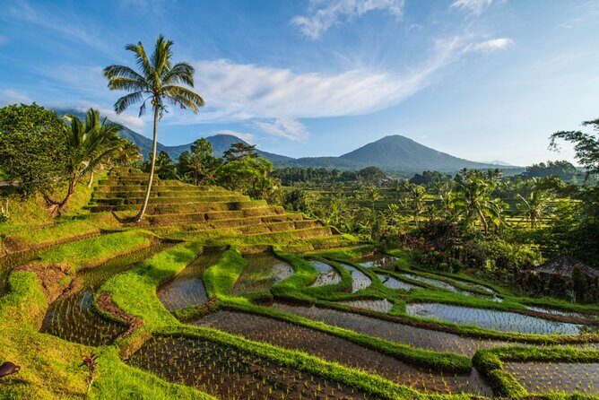 Northern Bali Tour - Private Full Day Tour - All Inclusive - Overview of the Itinerary and What You Can Expect