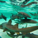 Nurse Shark Snorkelling - Who Will Love This Experience?