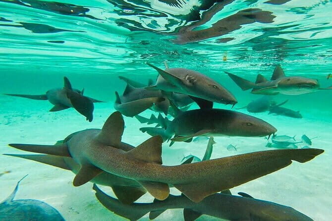 Nurse Shark Snorkelling - Who Will Love This Experience?