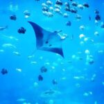 Nusa Penida Island Beach Tour With Snorkeling - Departure From Bali Island - Making the Most of This Tour