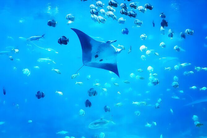 Nusa Penida Island Beach Tour With Snorkeling - Departure From Bali Island - Making the Most of This Tour