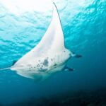 Nusa Penida Three Dives Trip for Certified Divers - The Boat & Crew