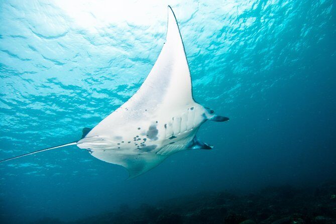 Nusa Penida Three Dives Trip for Certified Divers - The Boat & Crew