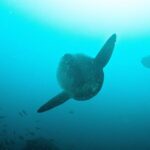 Nusa Penida Two Dives Trip for Certified Divers - What To Expect from the Experience