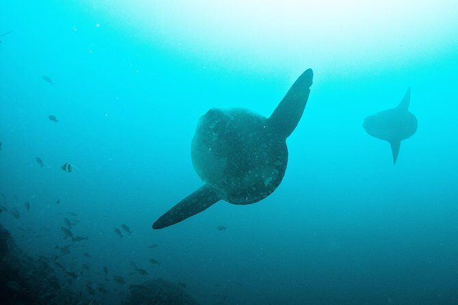Nusa Penida Two Dives Trip for Certified Divers - What To Expect from the Experience