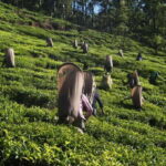 Nuwara Eliya: All-Inclusive Private Sightseeing Day Tour - Authenticity and Practicalities