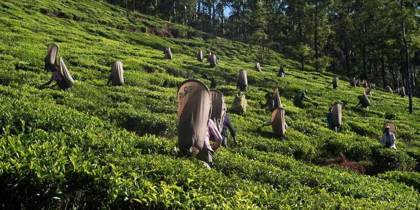 Nuwara Eliya: All-Inclusive Private Sightseeing Day Tour - Authenticity and Practicalities