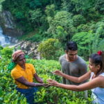 Nuwara Eliya Highlights: Waterfall, Tea & Picturesque Train Ride - What Travelers Should Consider