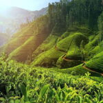 Nuwara Eliya: Tea Factory and Pickle Waterfalls Tuk Tuk Tour - Why This Tour Works