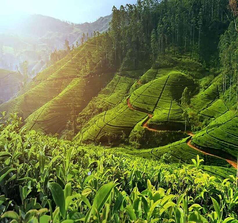Nuwara Eliya: Tea Factory and Pickle Waterfalls Tuk Tuk Tour - Why This Tour Works