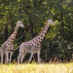 NYC: Bronx Zoo Entry Ticket - The Experience of Visiting the Bronx Zoo: What You Can Expect