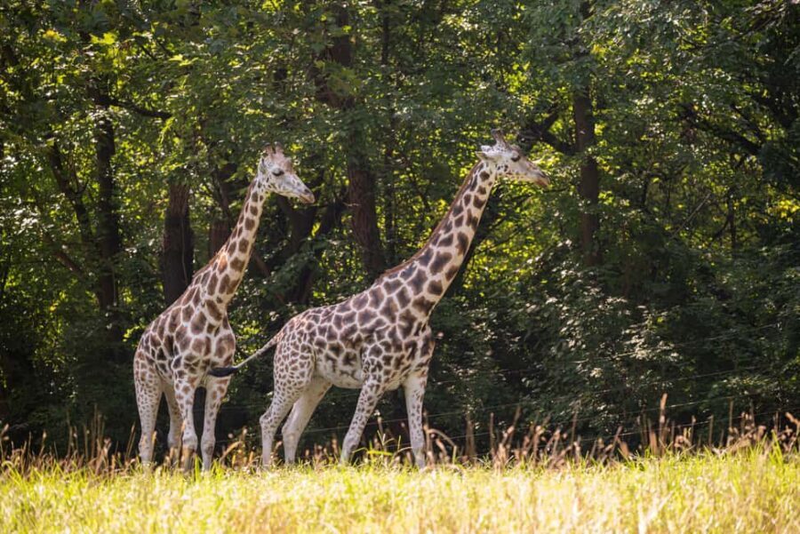 NYC: Bronx Zoo Entry Ticket - The Experience of Visiting the Bronx Zoo: What You Can Expect