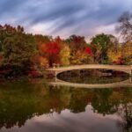 NYC: Central Park Christmas Lights Horse-Drawn Carriage Ride - The Role of the Guide and Extras
