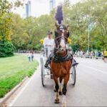 NYC: Private Christmas Lights Horse Carriage Ride - Practical Tips for Booking and Enjoying