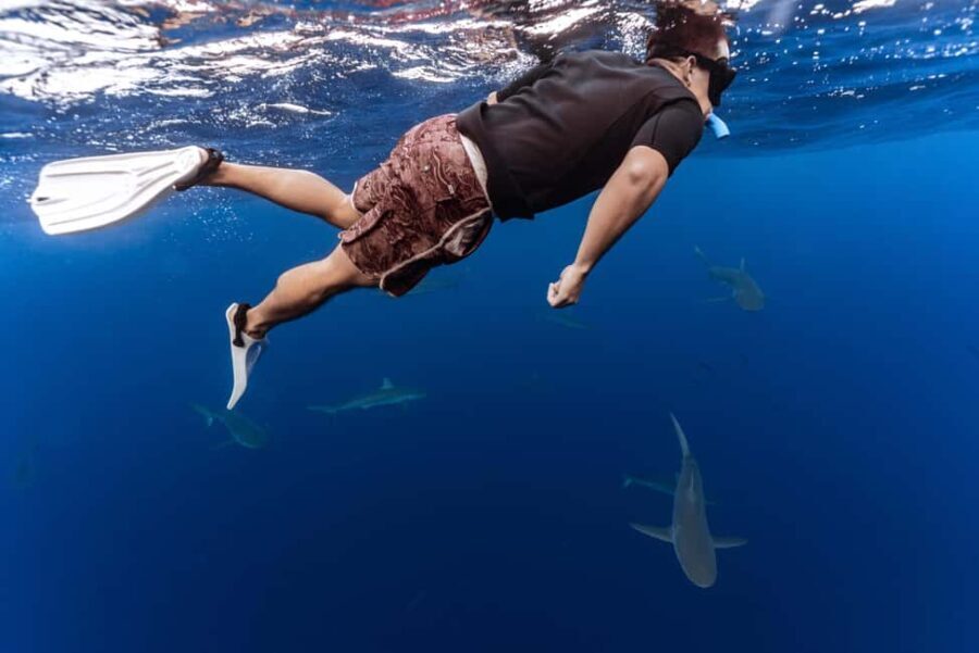 Oahu: Cageless Shark Dive Adventure - What You Can Expect from the Tour