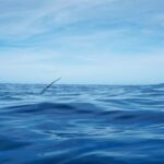 Oahu Dolphin Watch, Turtle Snorkel, Waterslide Activities - Authenticity and Guest Feedback