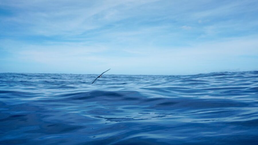 Oahu Dolphin Watch, Turtle Snorkel, Waterslide Activities - Authenticity and Guest Feedback