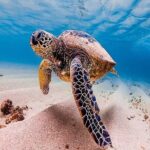 Oahu Grand Circle Island Tour Departing from Waikiki - What Travelers Are Saying