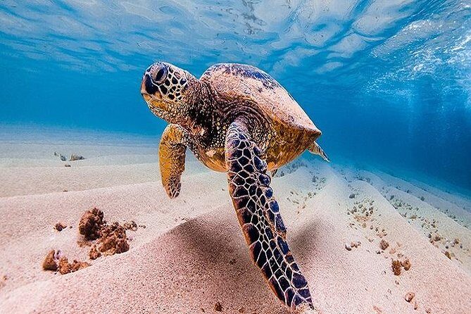Oahu Grand Circle Island Tour Departing from Waikiki - What Travelers Are Saying