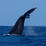 Oahu: Humpback Whale Watching Tour - The Behavioral Highlights