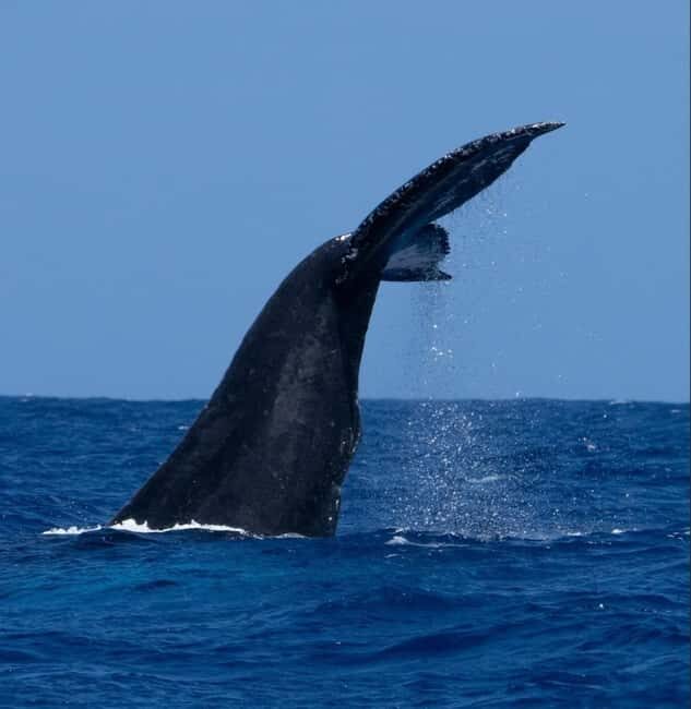 Oahu: Humpback Whale Watching Tour - The Behavioral Highlights