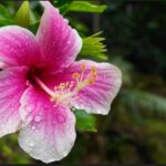 Oahu: Private Tour-North Shore feat. Waimea Falls - What Sets This Tour Apart?