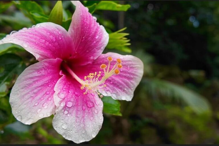 Oahu: Private Tour-North Shore feat. Waimea Falls - What Sets This Tour Apart?