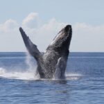 Oahu: Seasonal Whale Watch Cruise - The Value Proposition