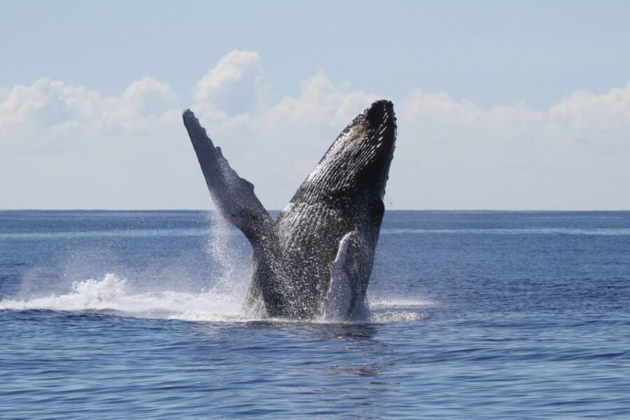 Oahu: Seasonal Whale Watch Cruise - The Value Proposition