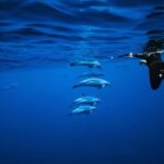 Oahu: Speedboat Snorkeling Adventure and Wild Dolphin Swim - What is Included and How to Prepare