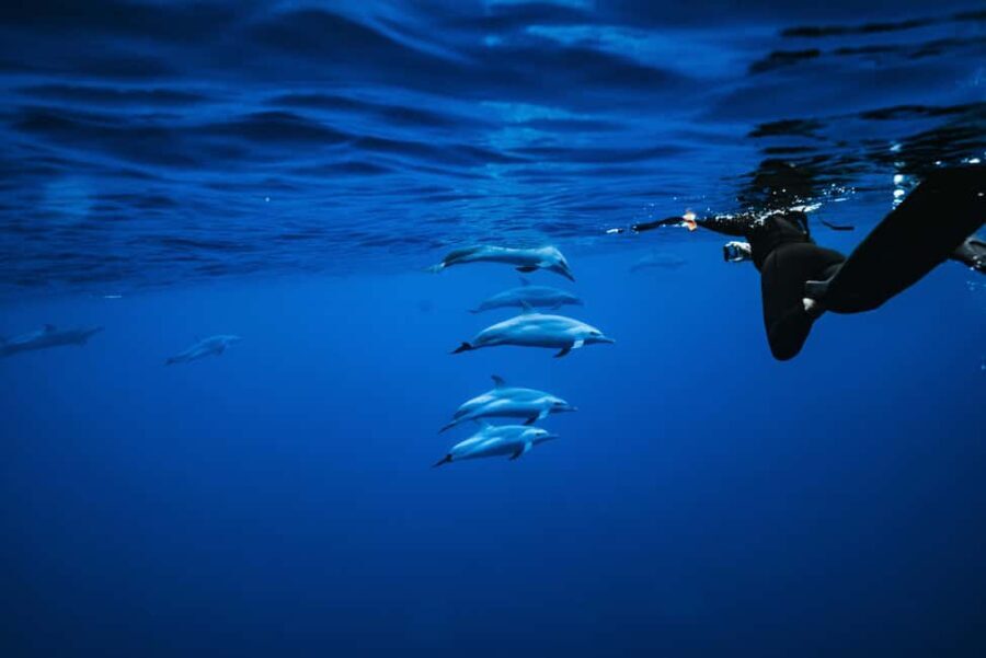 Oahu: Speedboat Snorkeling Adventure and Wild Dolphin Swim - What is Included and How to Prepare