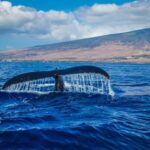Oahu: Waikiki Whale Watching Cruise - The Itinerary and What to Expect