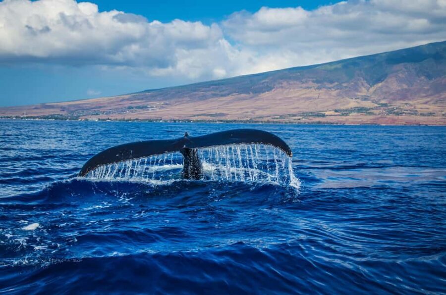 Oahu: Waikiki Whale Watching Cruise - The Itinerary and What to Expect
