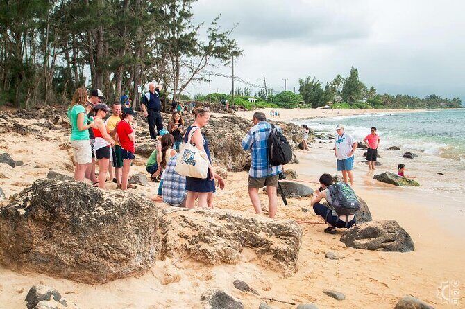 Oahu's Cheapest Circle Island Tour - Authentic Experiences & Review Insights