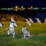 Oamaru: Penguins Evening Viewing Ticket - Who Should Consider This Tour?