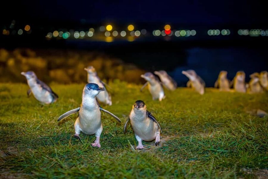 Oamaru: Penguins Evening Viewing Ticket - Who Should Consider This Tour?