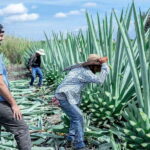 Oaxaca: Mezcal Distillery Tour with Tastings - Exploring the Art of Mezcal Making