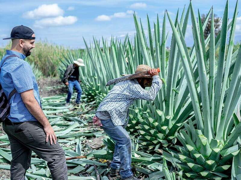 Oaxaca: Mezcal Distillery Tour with Tastings - Exploring the Art of Mezcal Making