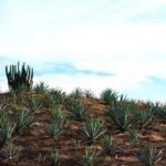 Oaxaca: Mezcal Tasting & Barrel Ride - Who Will Appreciate This Tour?