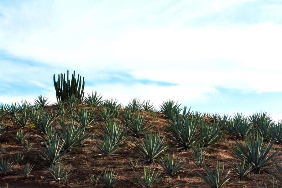 Oaxaca: Mezcal Tasting & Barrel Ride - Who Will Appreciate This Tour?