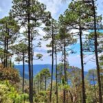 Oaxaca: Sierra Norte Ixtepeji Guided Hike & Lunch, Half-Day - Detailed Exploration of the Itinerary